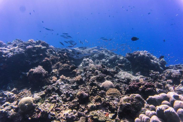 The Ultimate Pemba Island Travel And Diving Guide | Johnny Africa